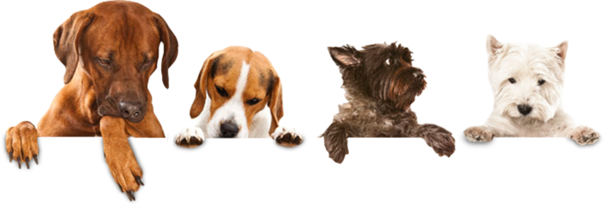 Services | Classic Dogs Pets Care