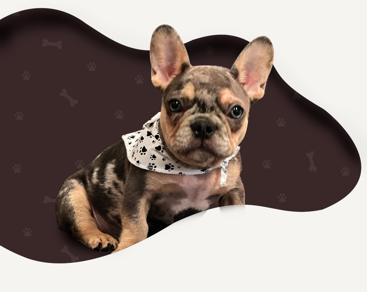 Classic Dogs Pets Care