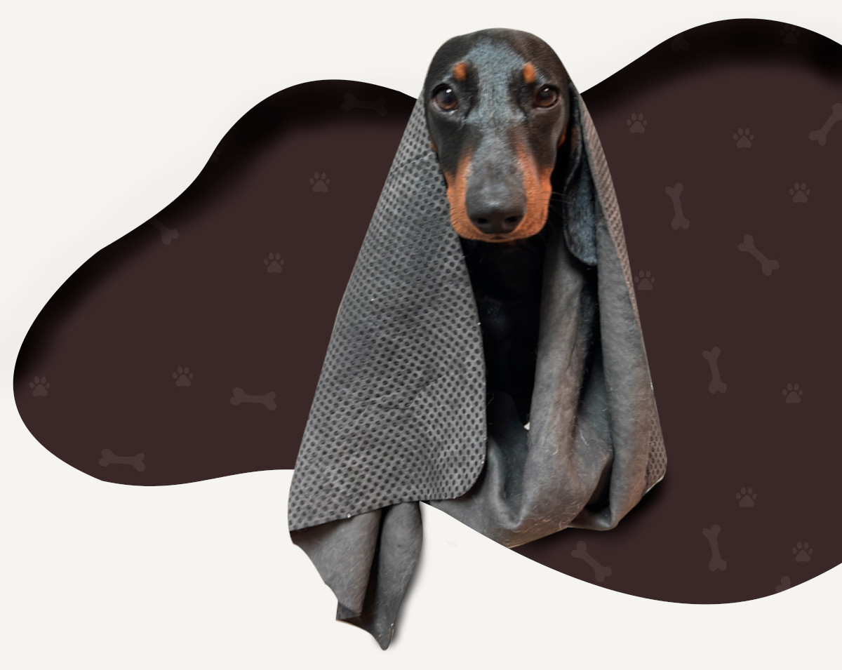 Classic Dogs Pets Care