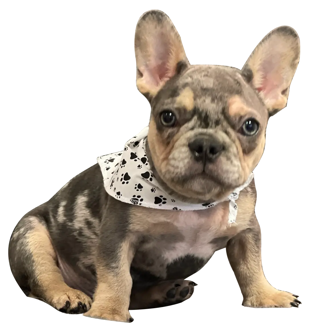 Day Care | Classic Dogs Pets Care